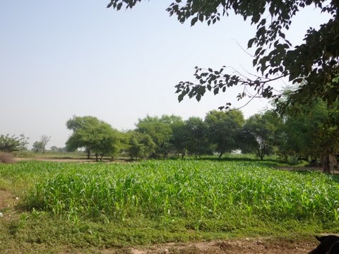 Azhar Home Villige Chak No 221 wb Dunyapur Punjab Pakistan