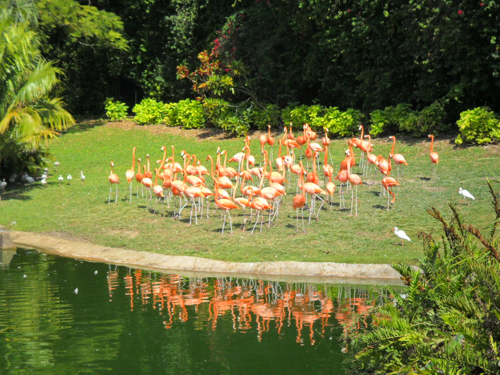 Flamingo Lake - Miami, Florida