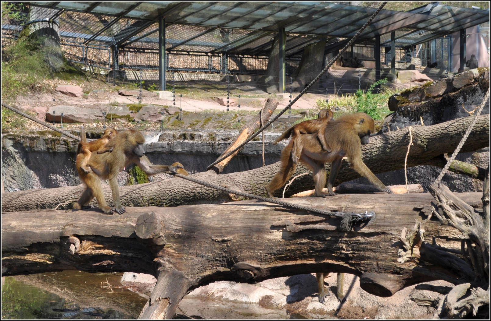 Tiergarten Nürnberg - Nuremberg