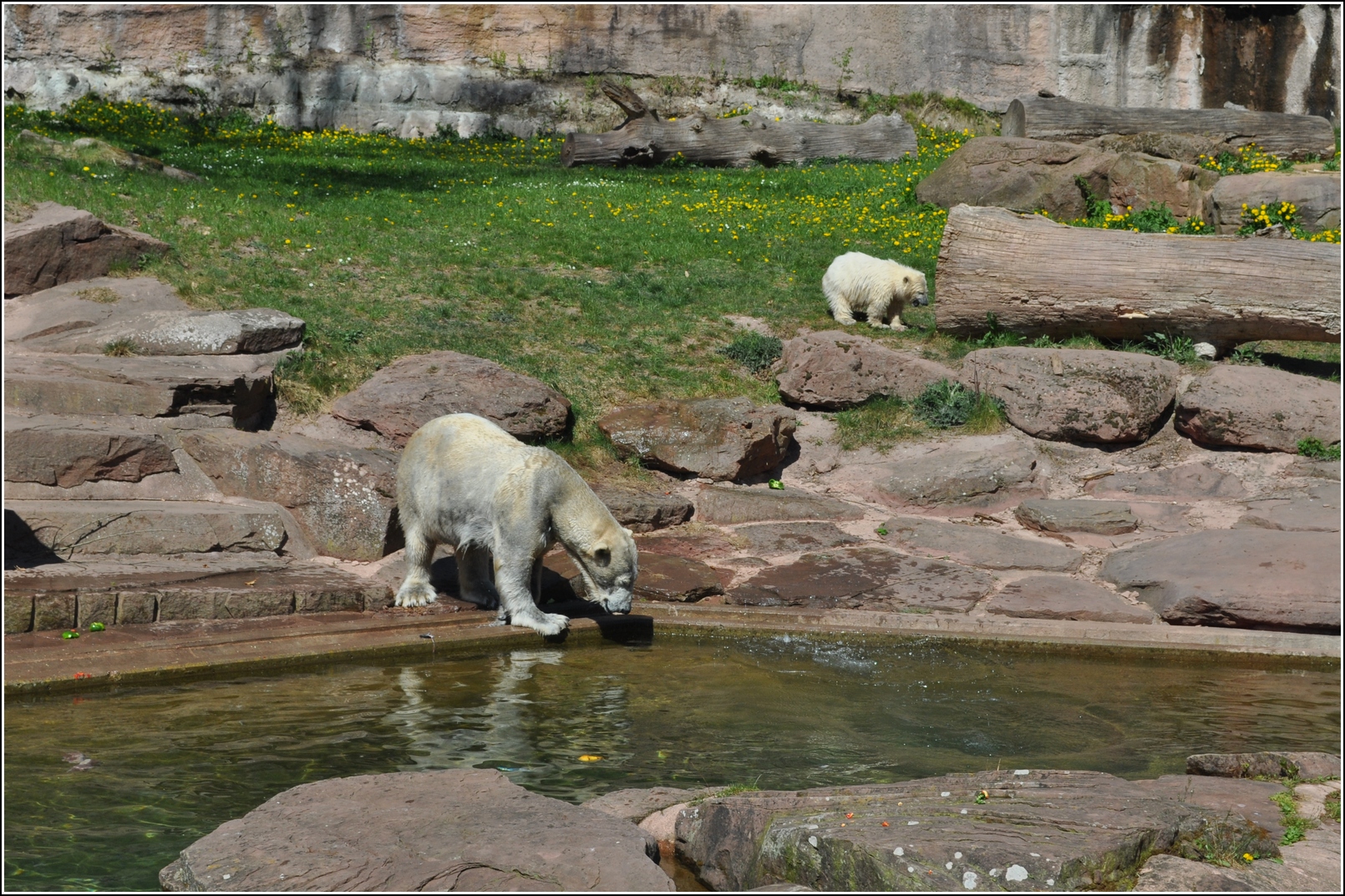 Tiergarten Nürnberg - Nuremberg