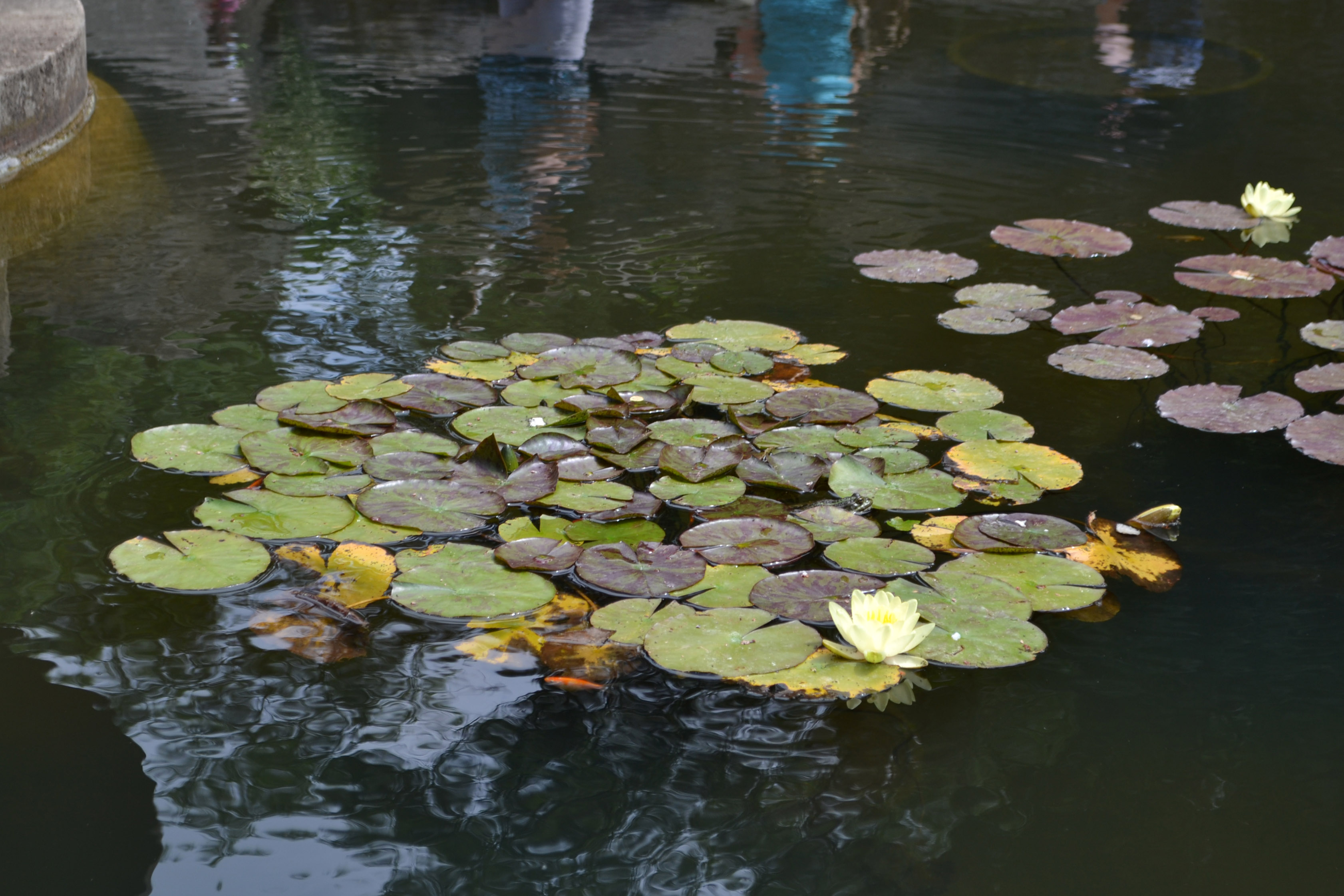 Fish pool - Uman