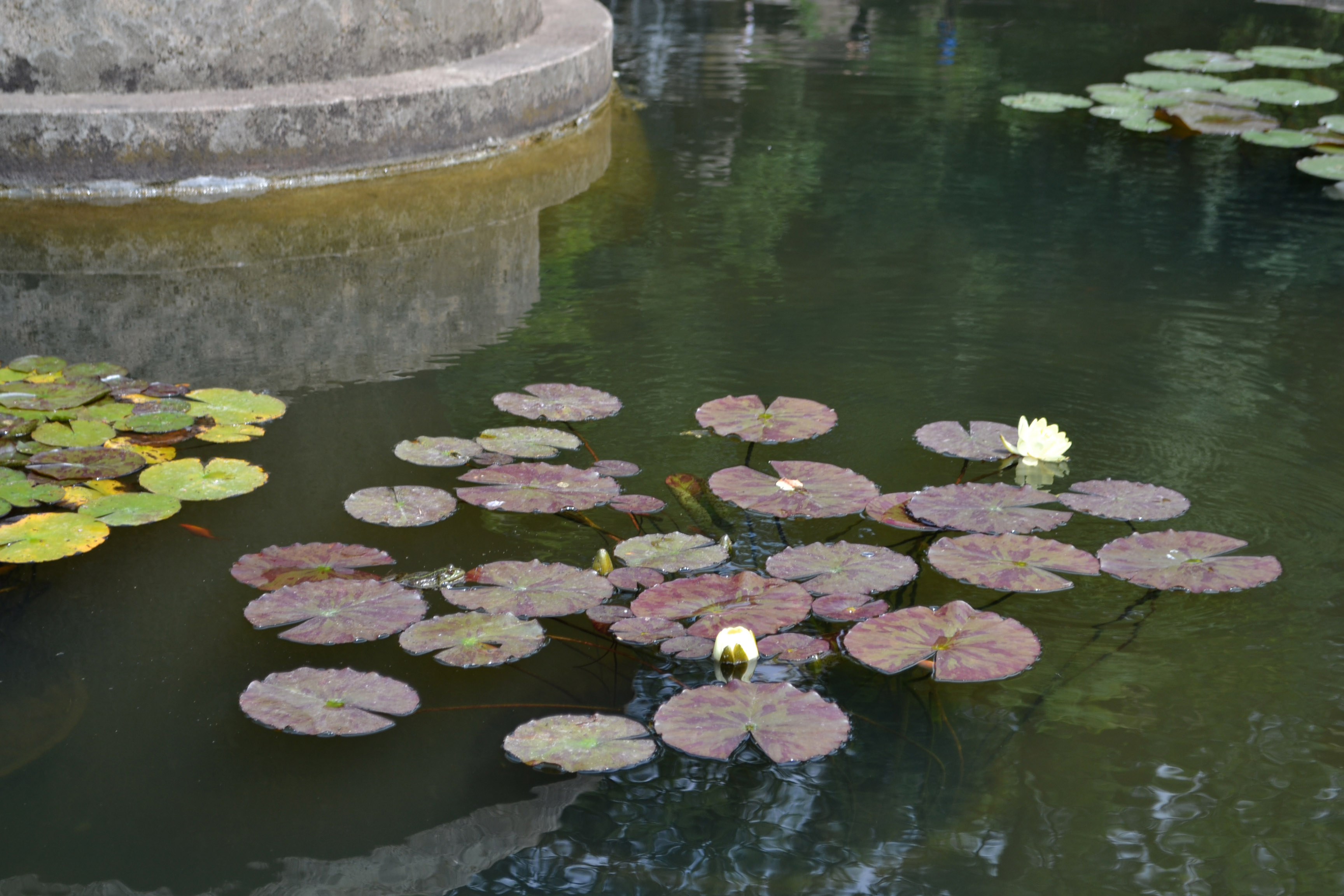 Fish pool - Uman
