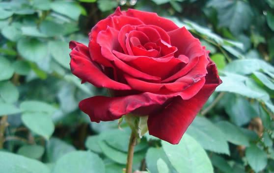 Rosa De Saron - Valencia