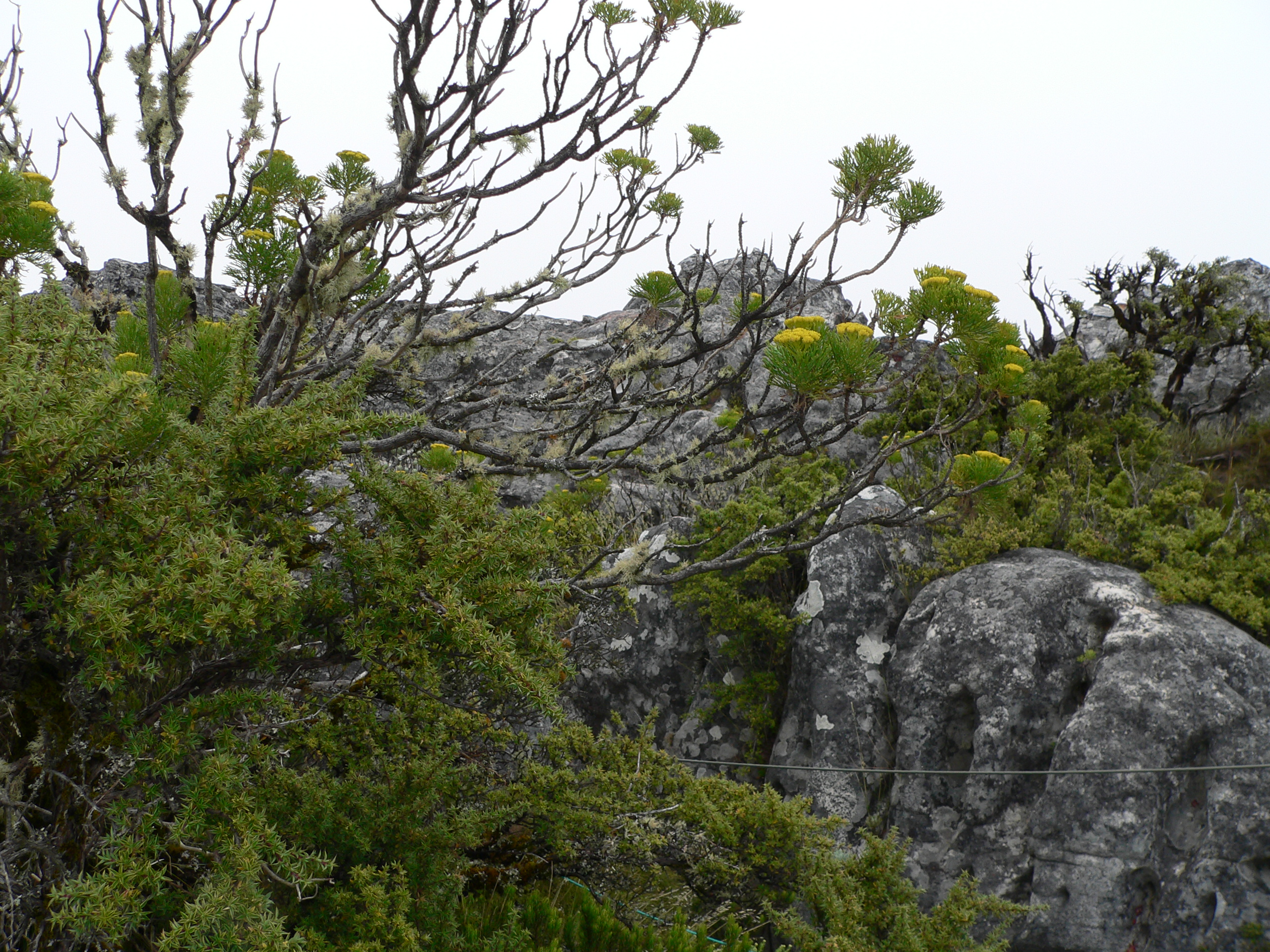 Table Mountain - Cape Town