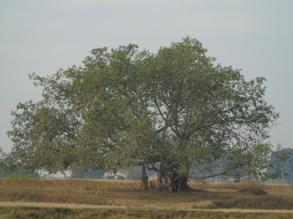 PATANIA VILLAGE