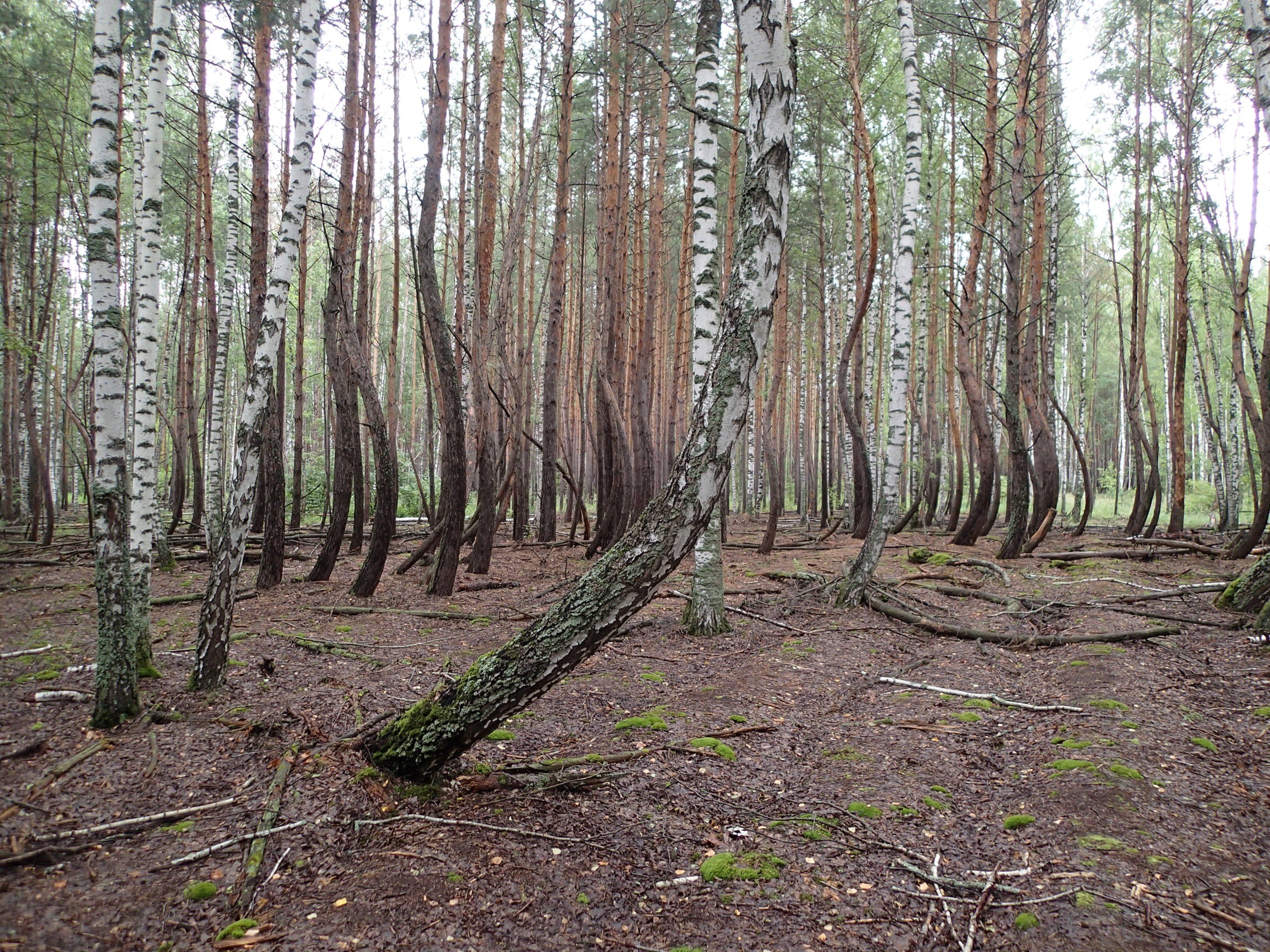 Drunken Forest (Tirnovo, Ryazan region, Russia)