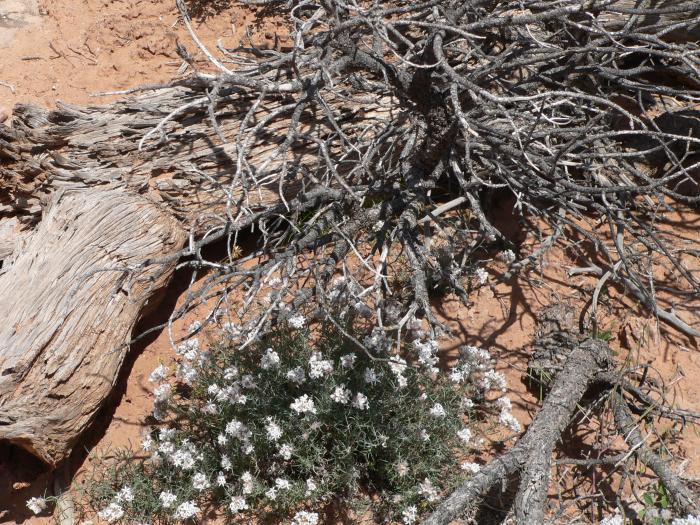 Fallen Rock Overlook