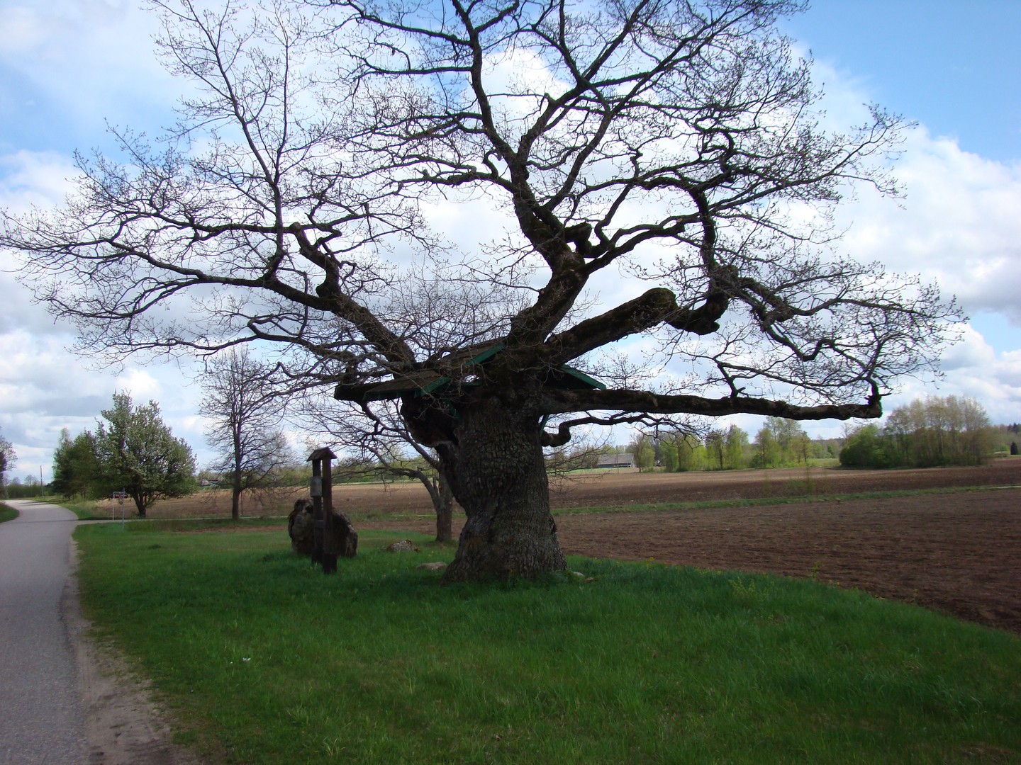 Oak — The symbol of Blome