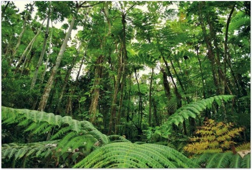 Monte Choca State Forest - Corozal