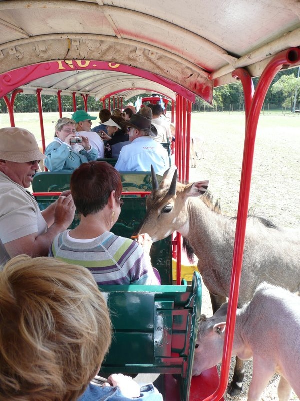 Safari Train - Wisconsin Dells, Wisconsin