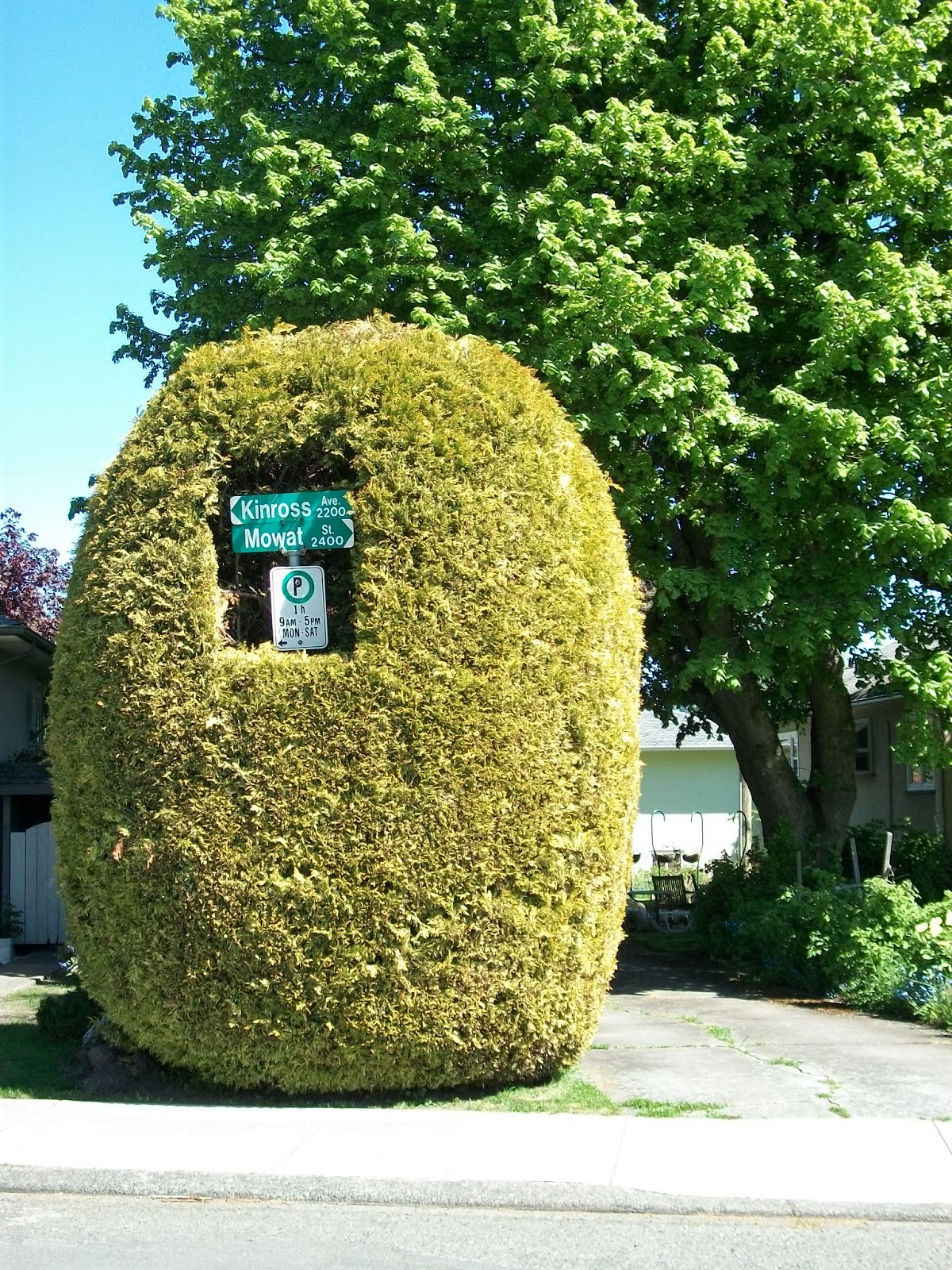 Street Sign Hedge - Victoria