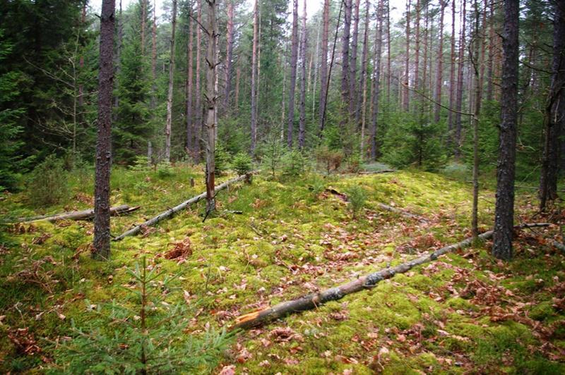 Didžiulių pilkapynas