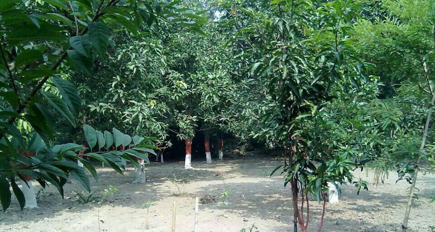 Mango Garden - Kachanar