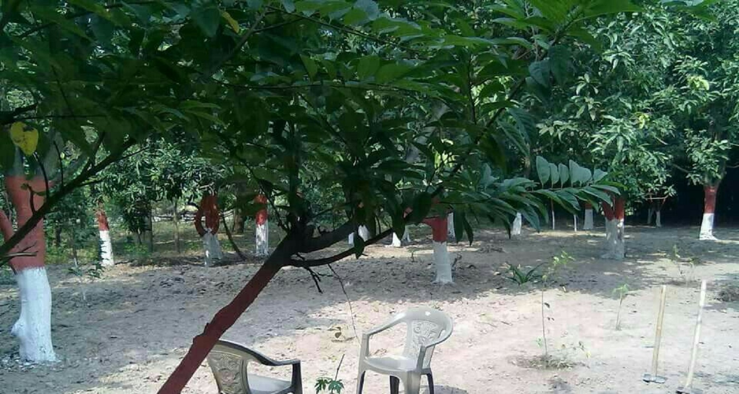 Mango Garden - Kachanar