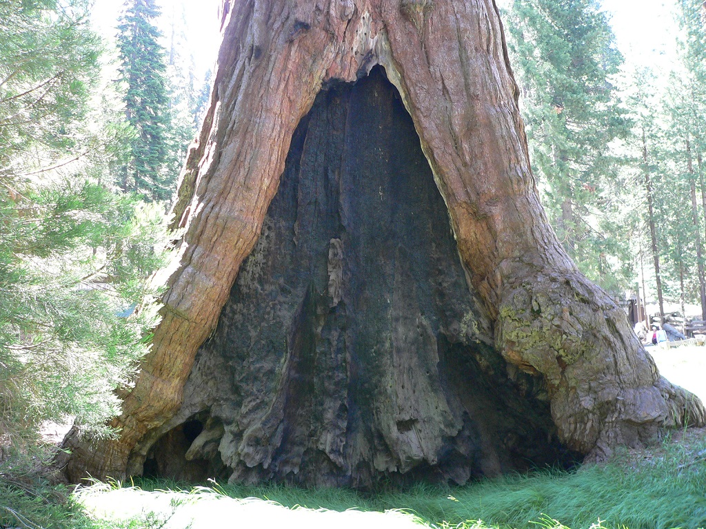 Giant Forest (Euskara)