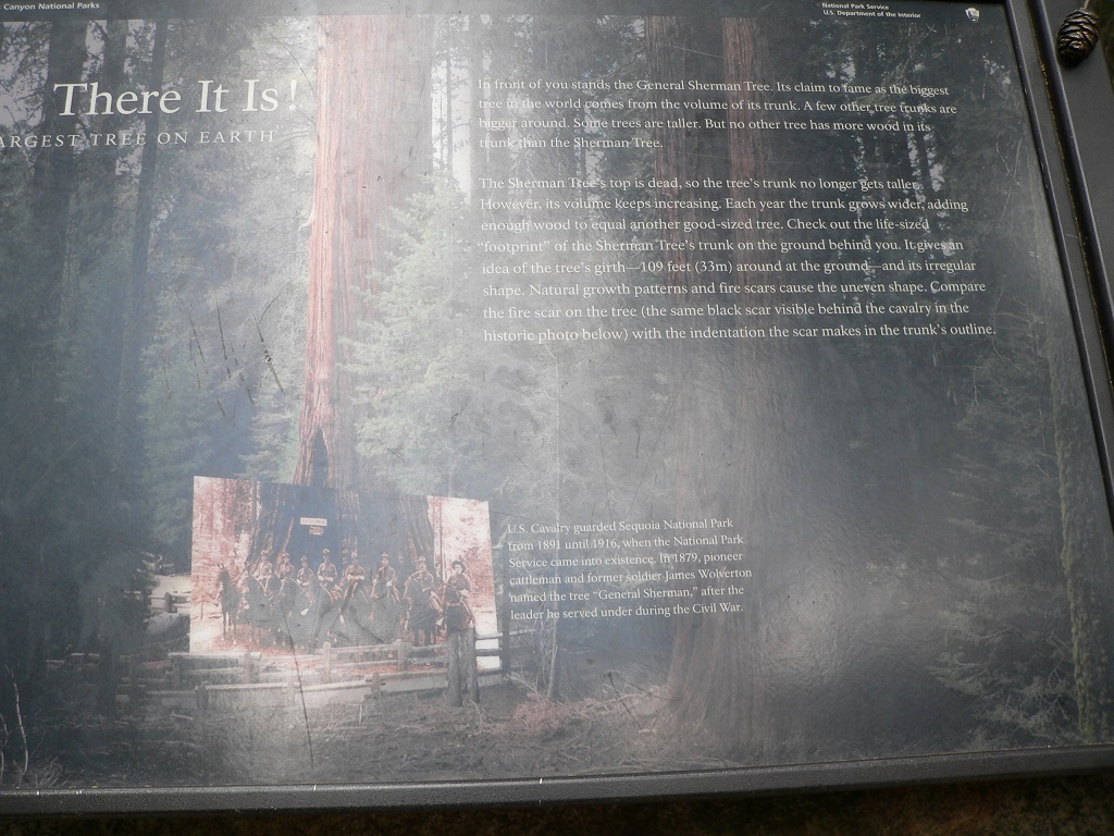 The General Sherman Tree