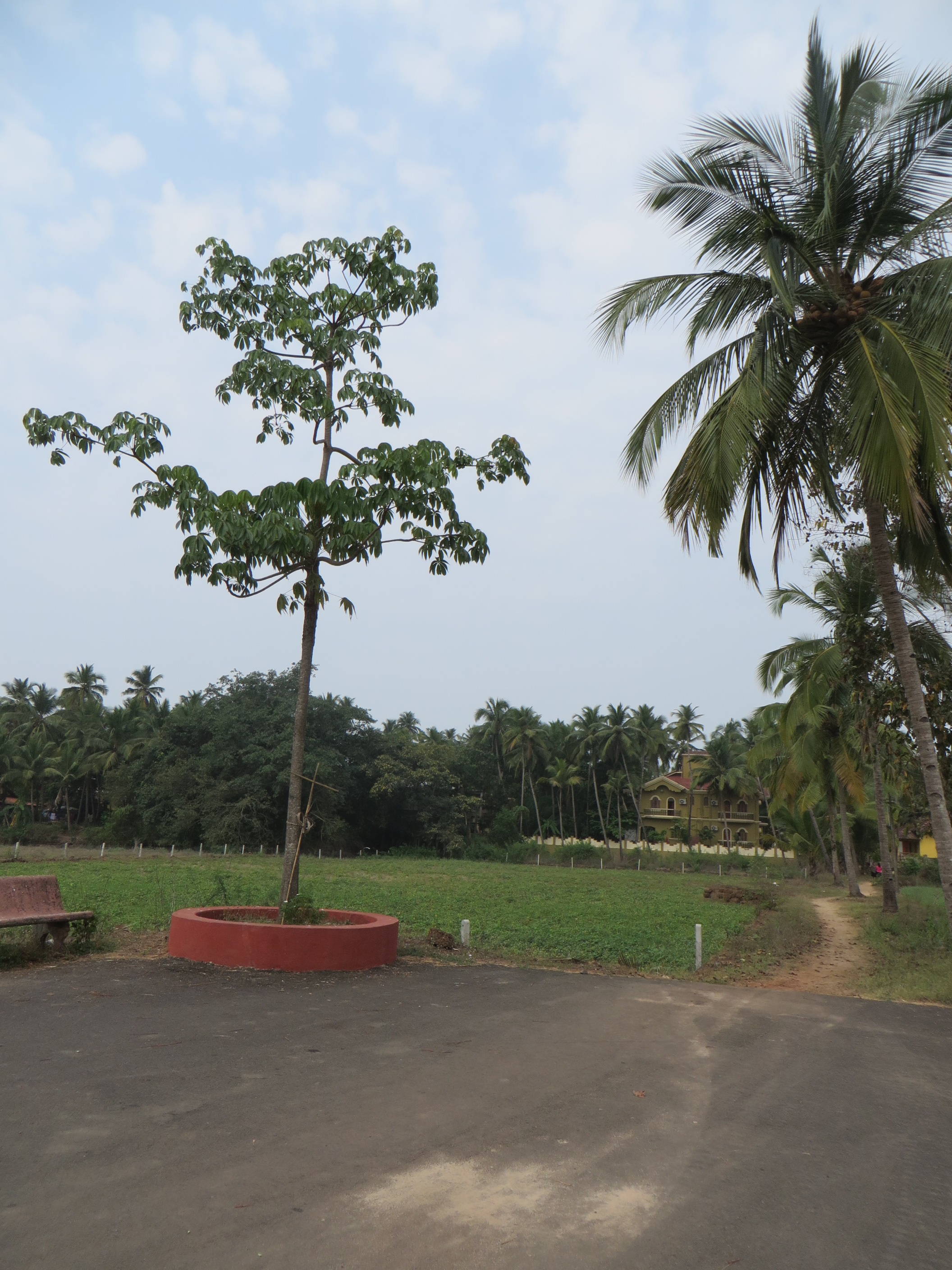 New tree (Sterculia foetida) planted in 2008 - Arossim