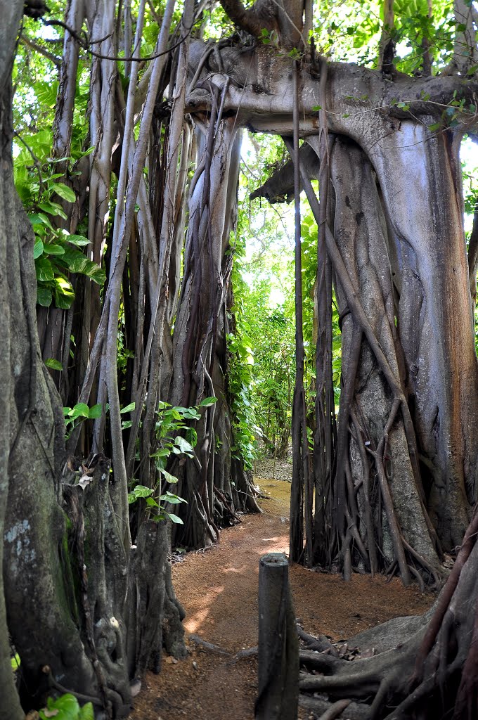 300 years old banyan tree