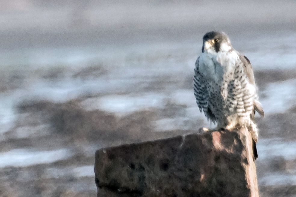 The Little Rann of Kachchh