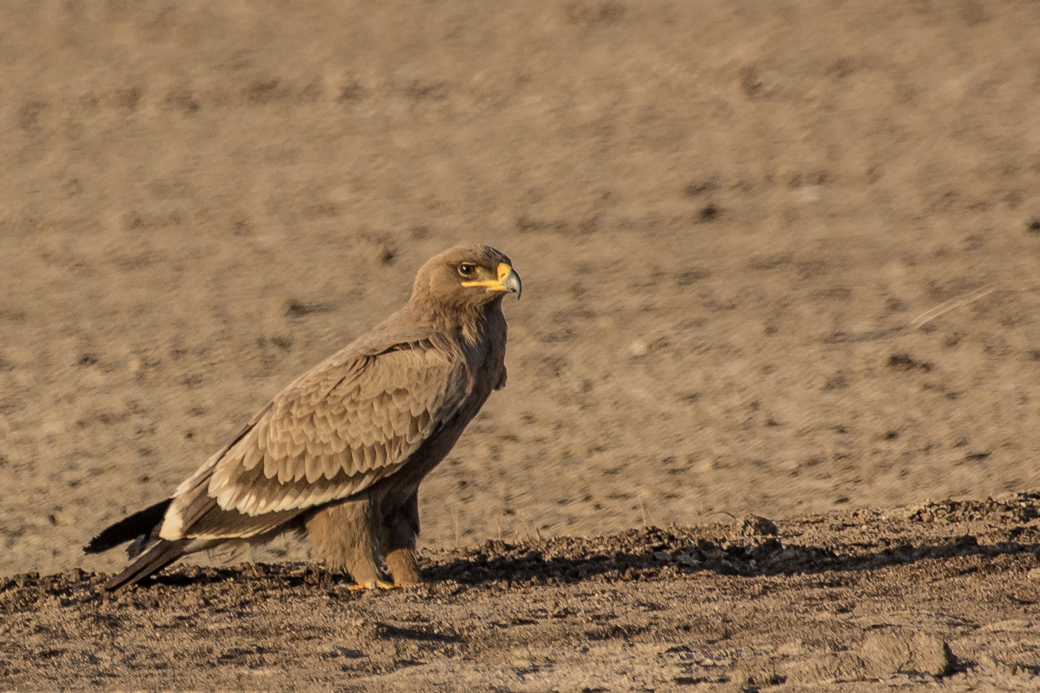 The Little Rann of Kachchh