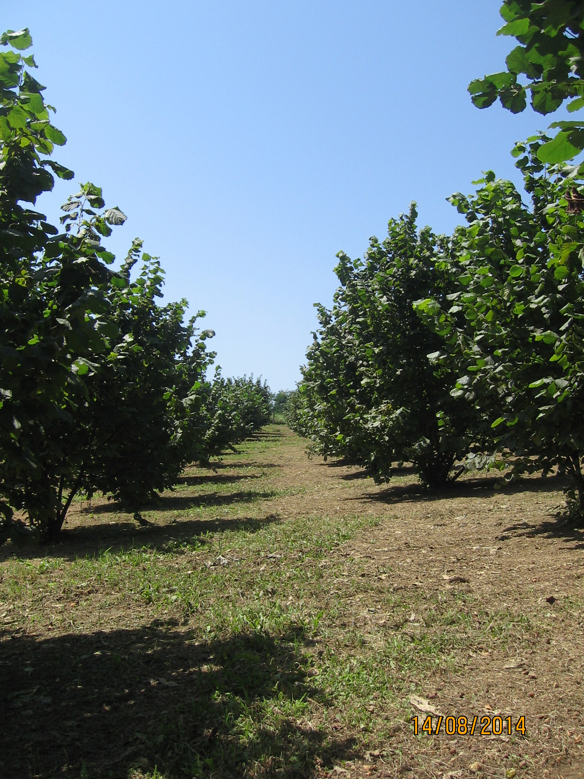 Plantaza lesnika Delle Langhe