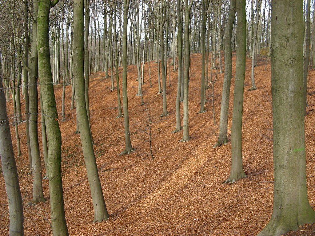 Neigembos - Meerbeke | park, bos / woud