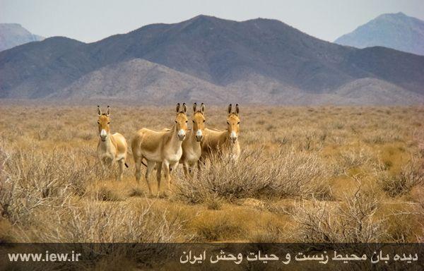 Dasht-e Laghri Wildlife Refuge - Iranian blond crow (Persian ground jay ...