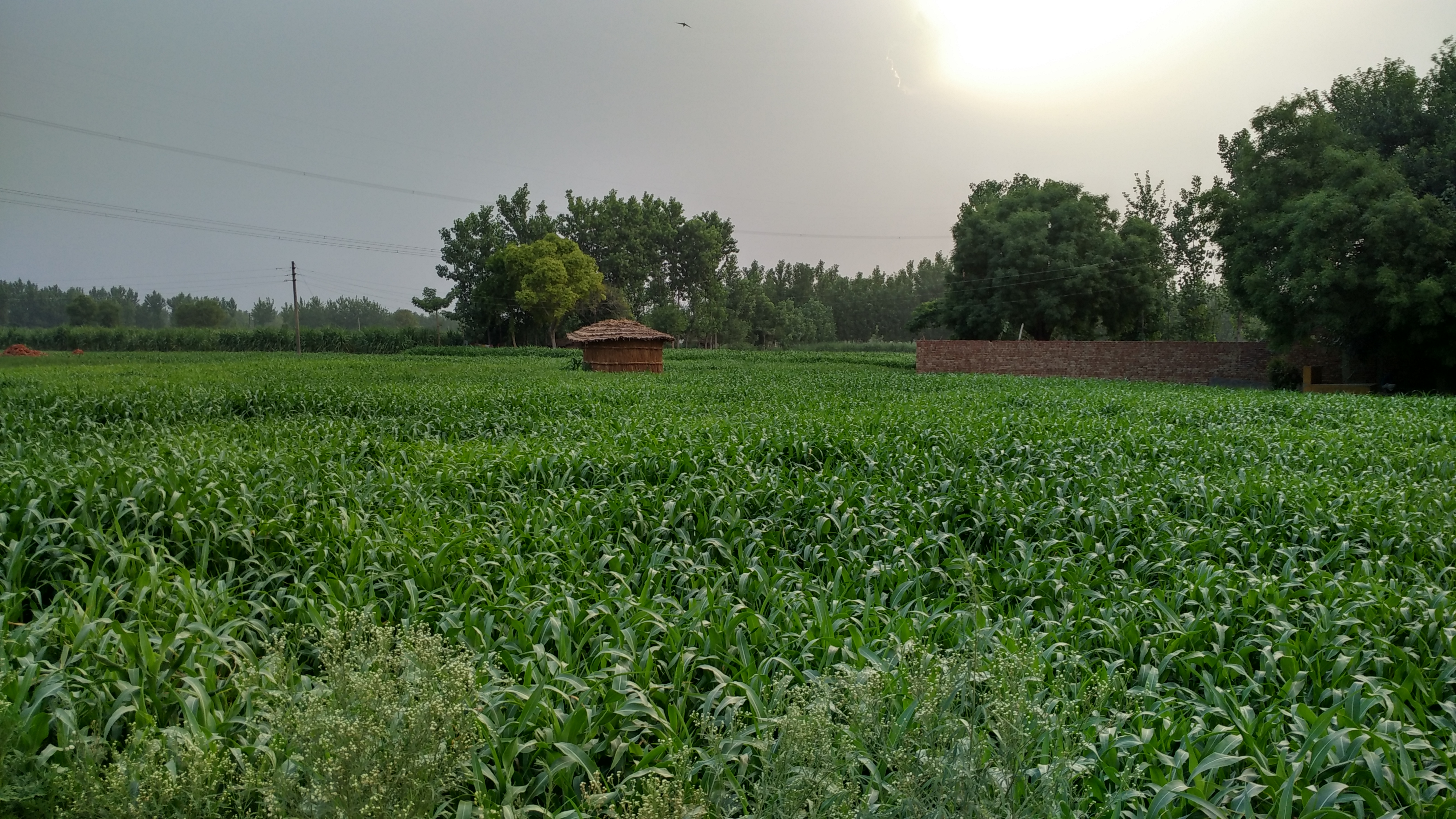 Barauli