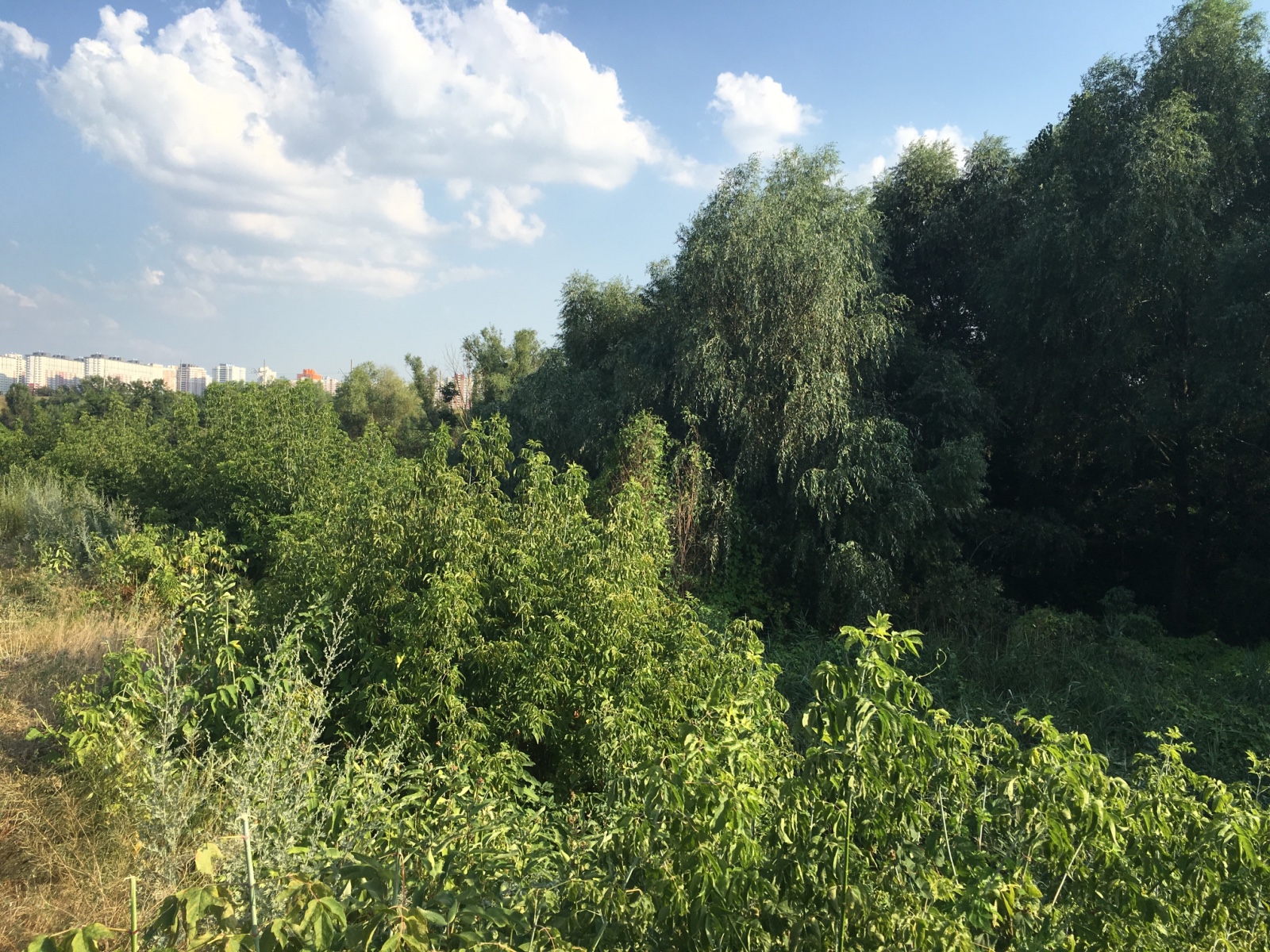 Grey Heron Swamp - Kyiv