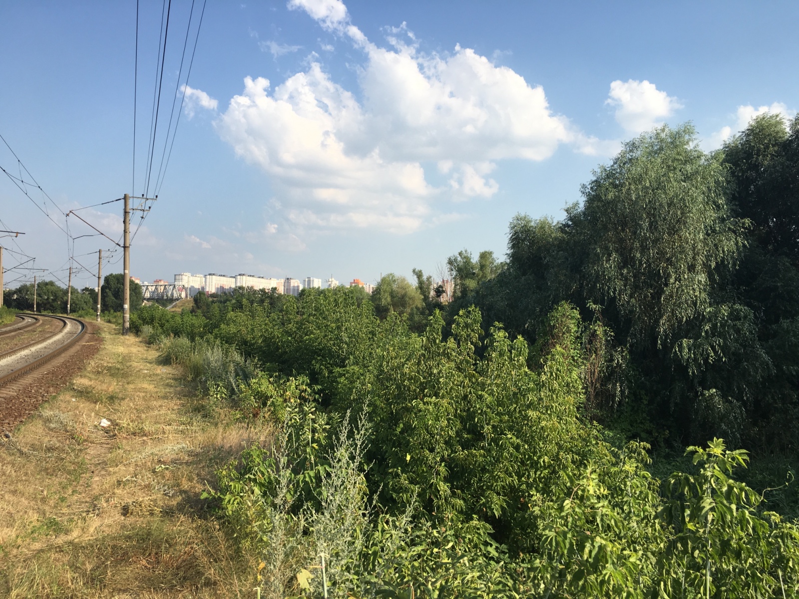 Grey Heron Swamp - Kyiv