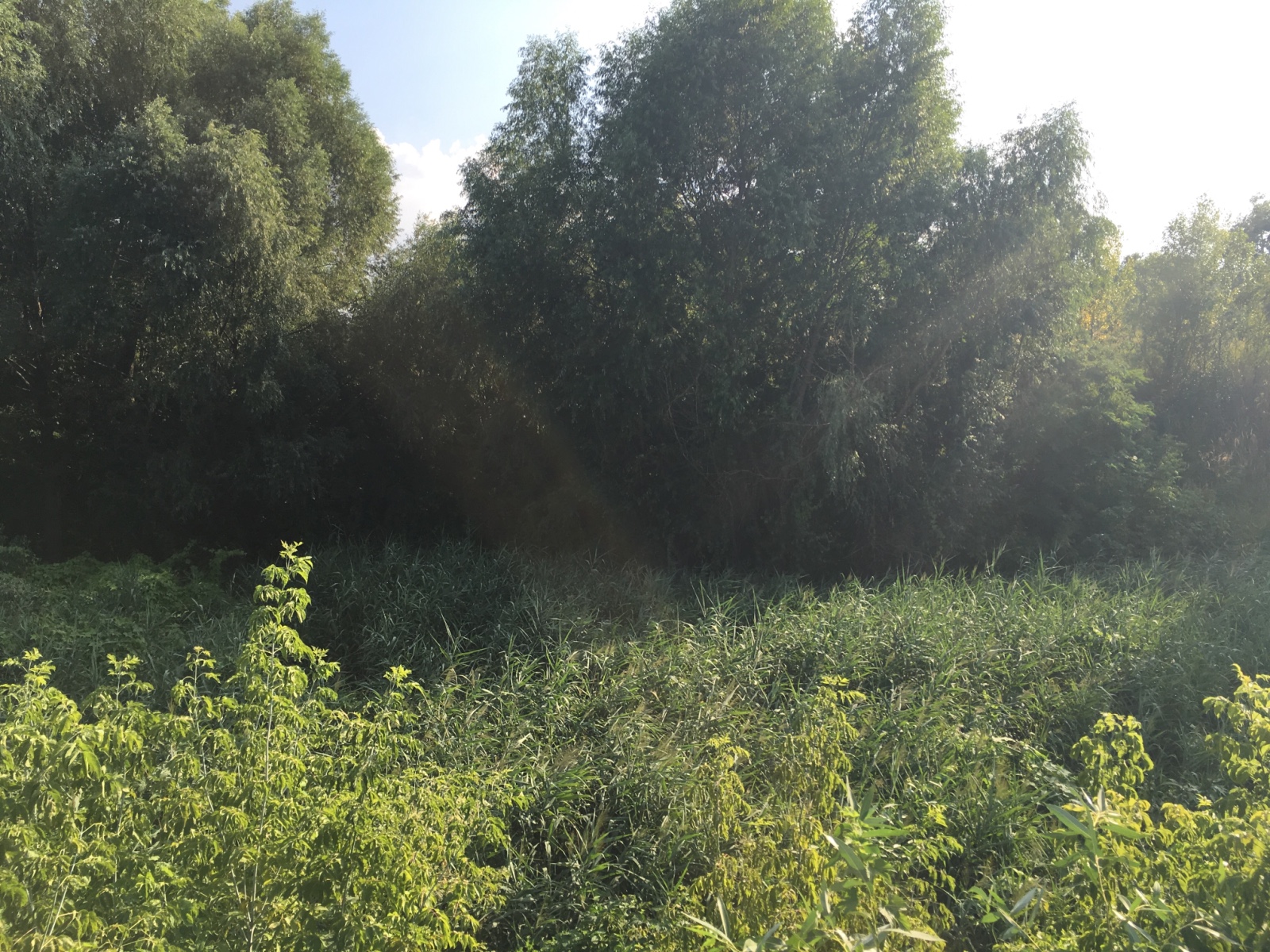 Grey Heron Swamp - Kyiv