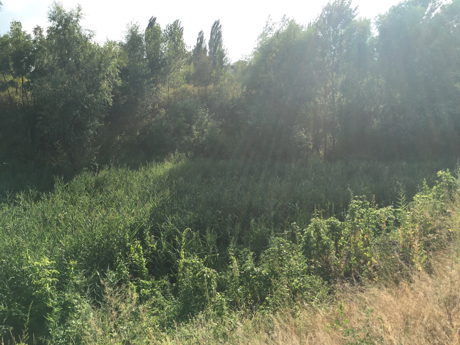 Grey Heron Swamp - Kyiv