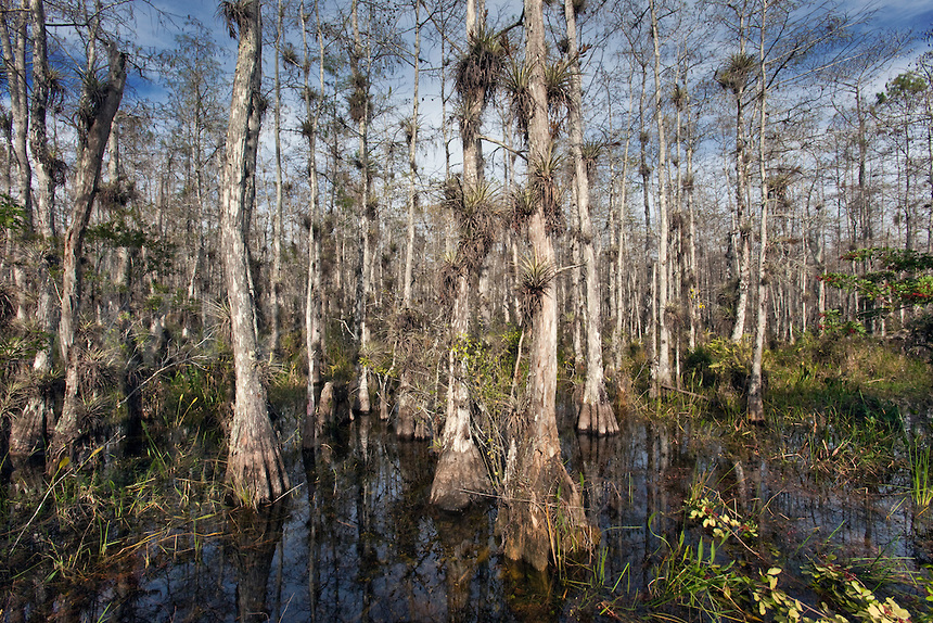 Big Cypress National Preserve