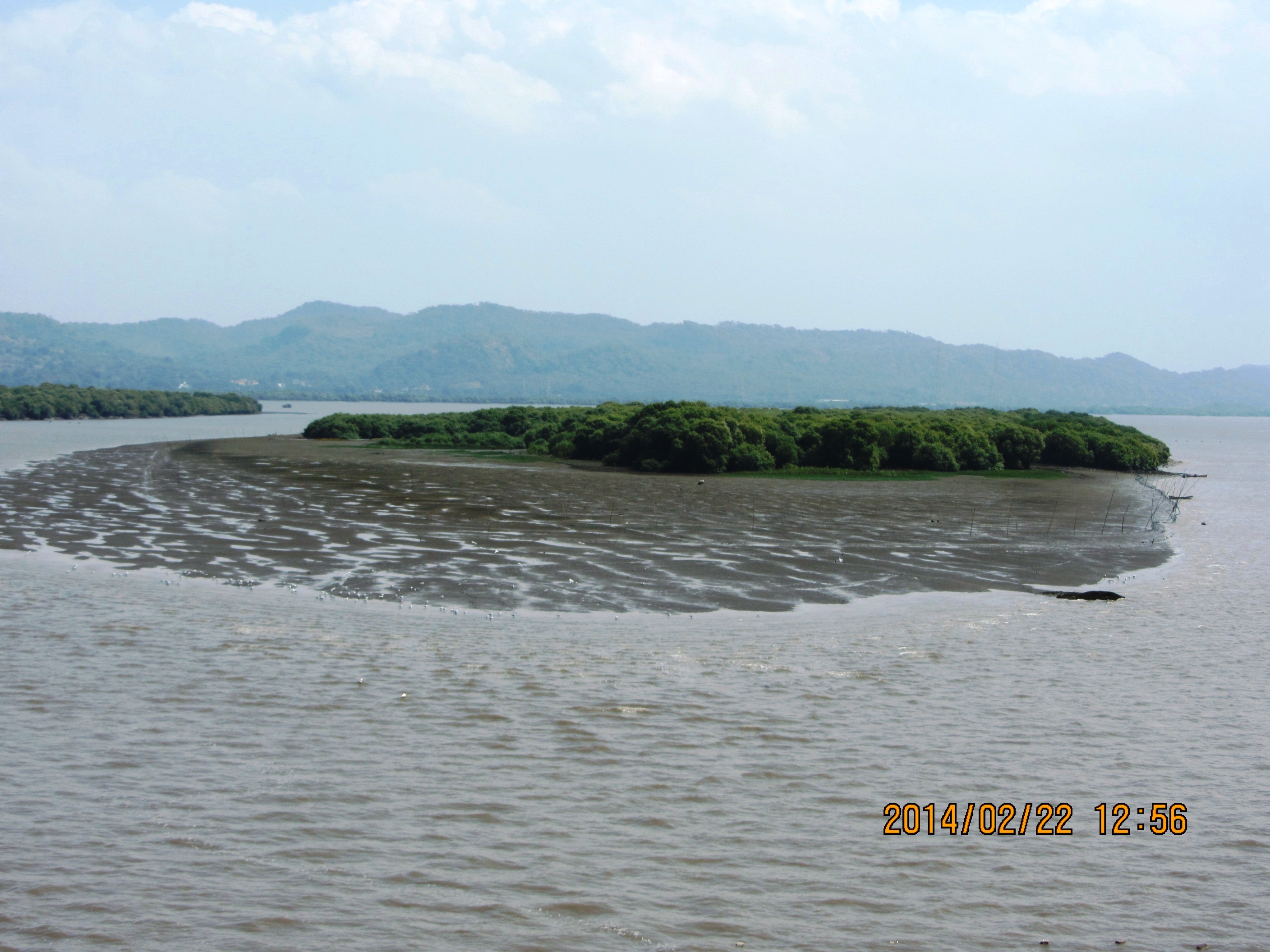 Panju Mangroves Island - 1 | green area