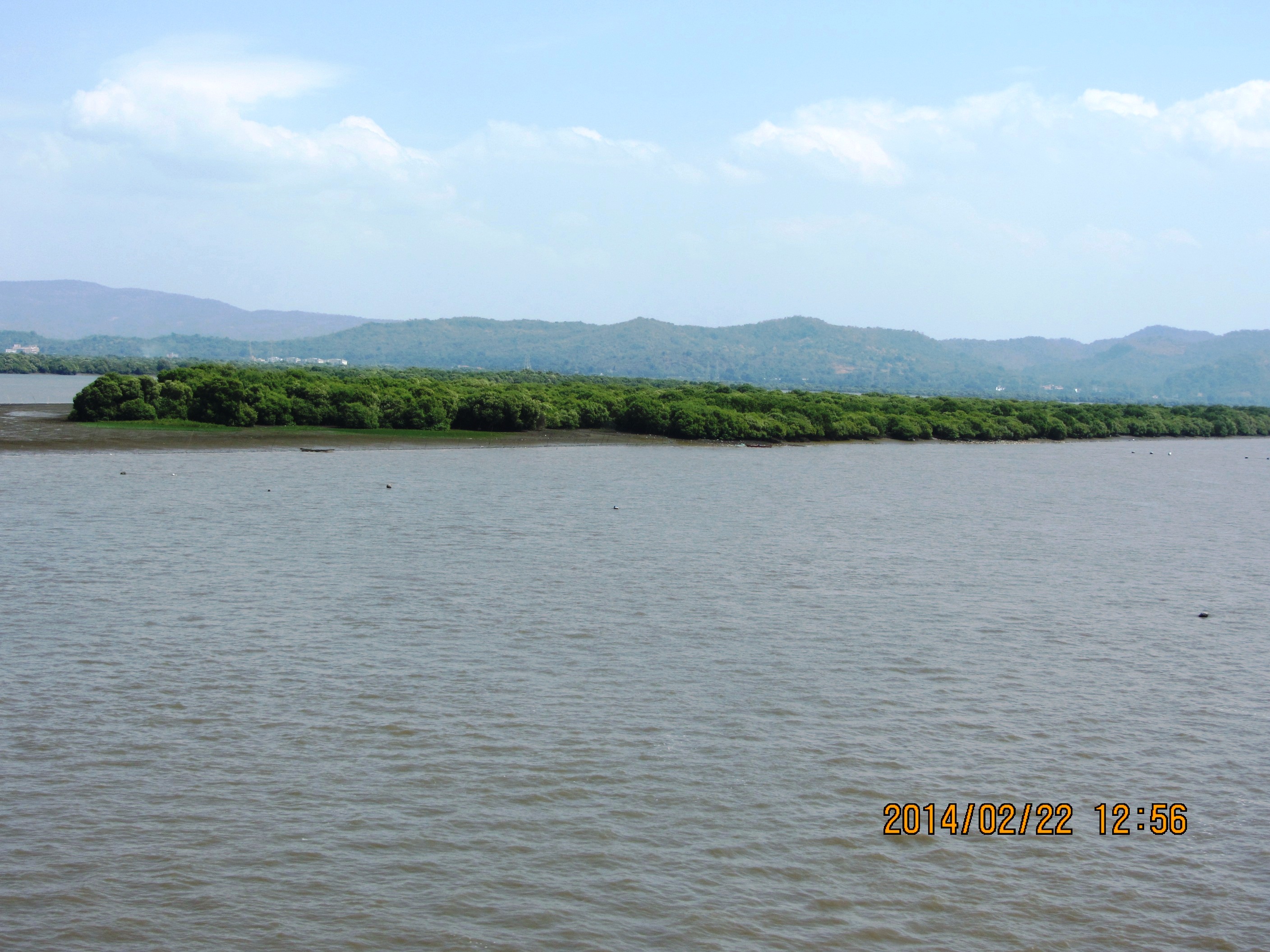 Panju Mangroves Island - 1 | green area