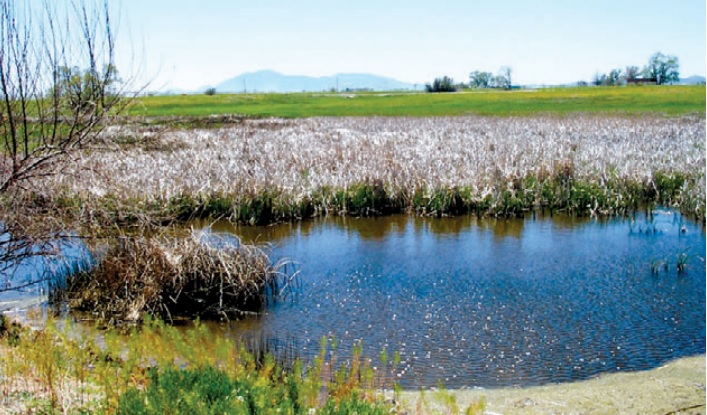 Del Rio Springs