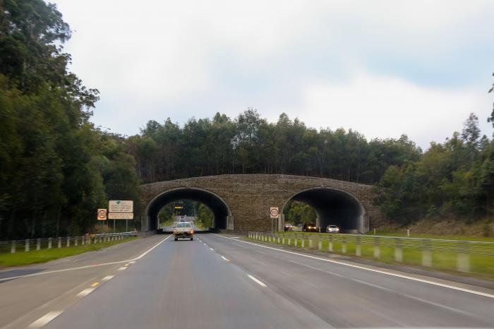 Wildlife Crossing Bridge