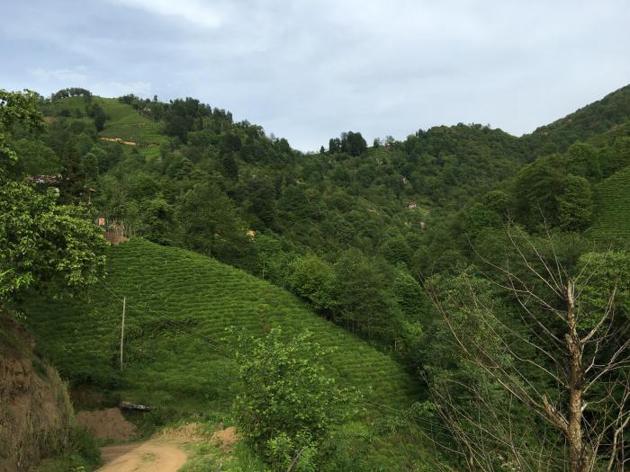 Rize Çayeli Yeşilırmak Köyü - Rize İli