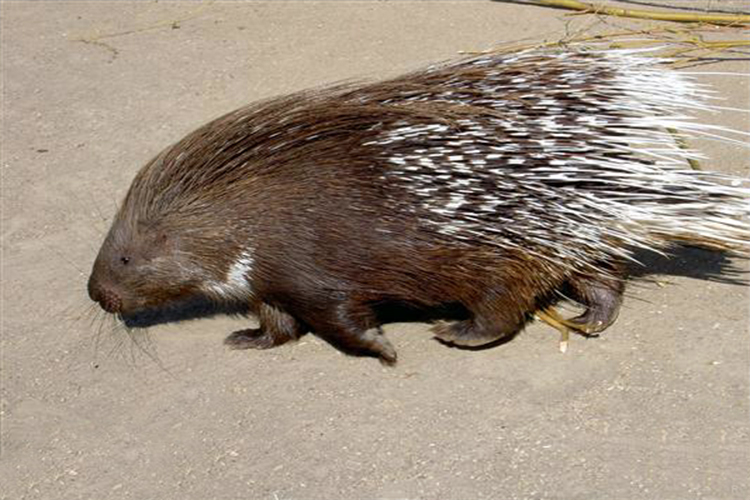 Mozaffari protected area