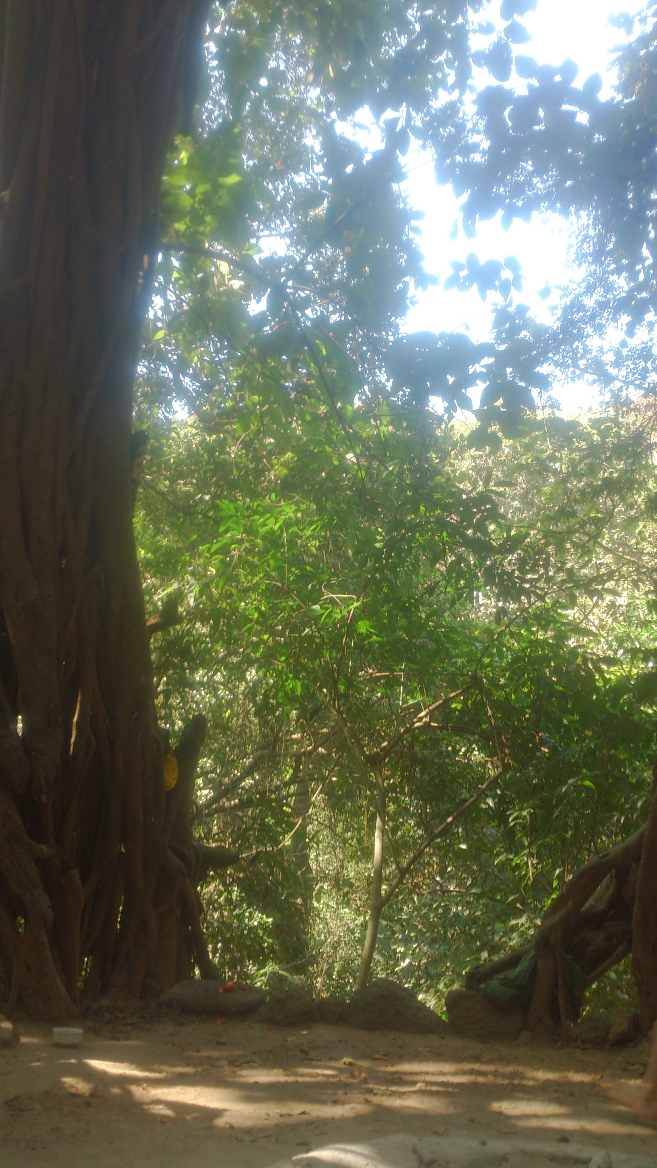 Banyan tree