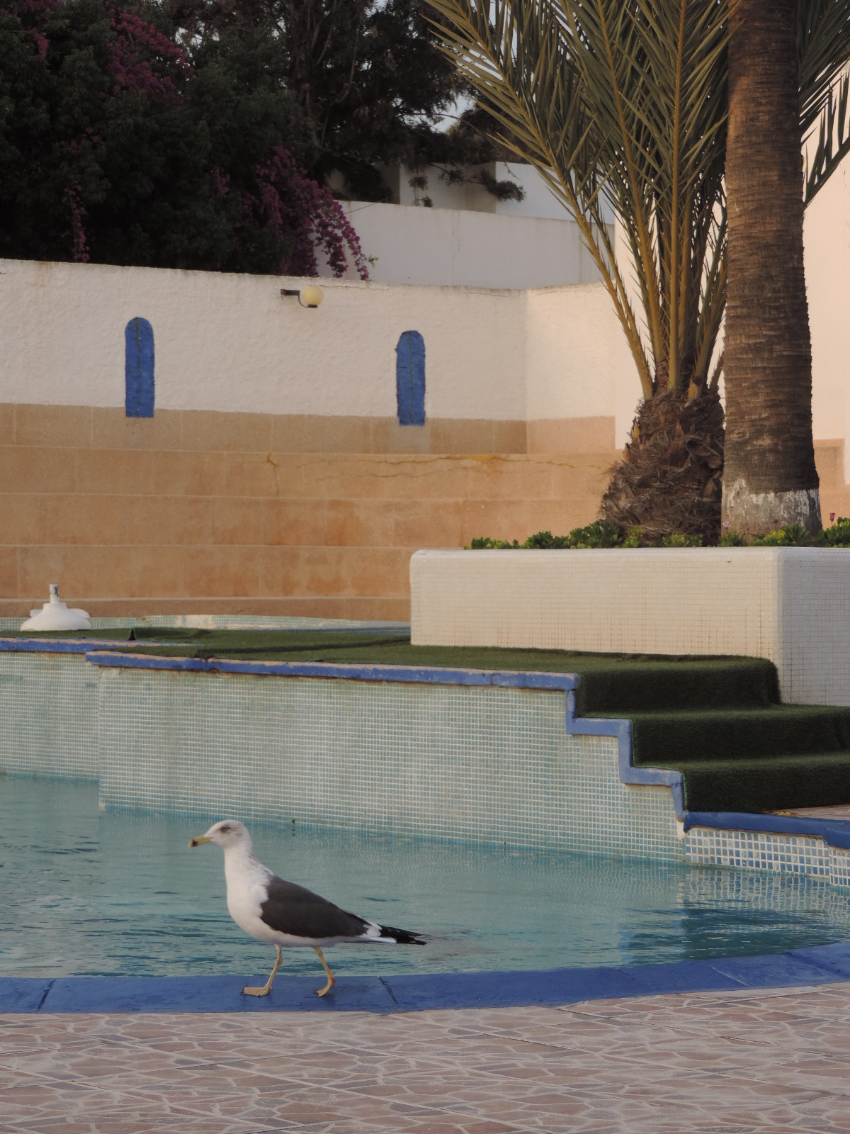 Swimming pool - Agadir