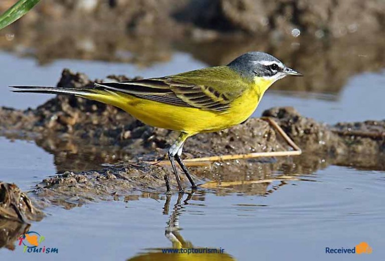 Faror Nature Conservation Park