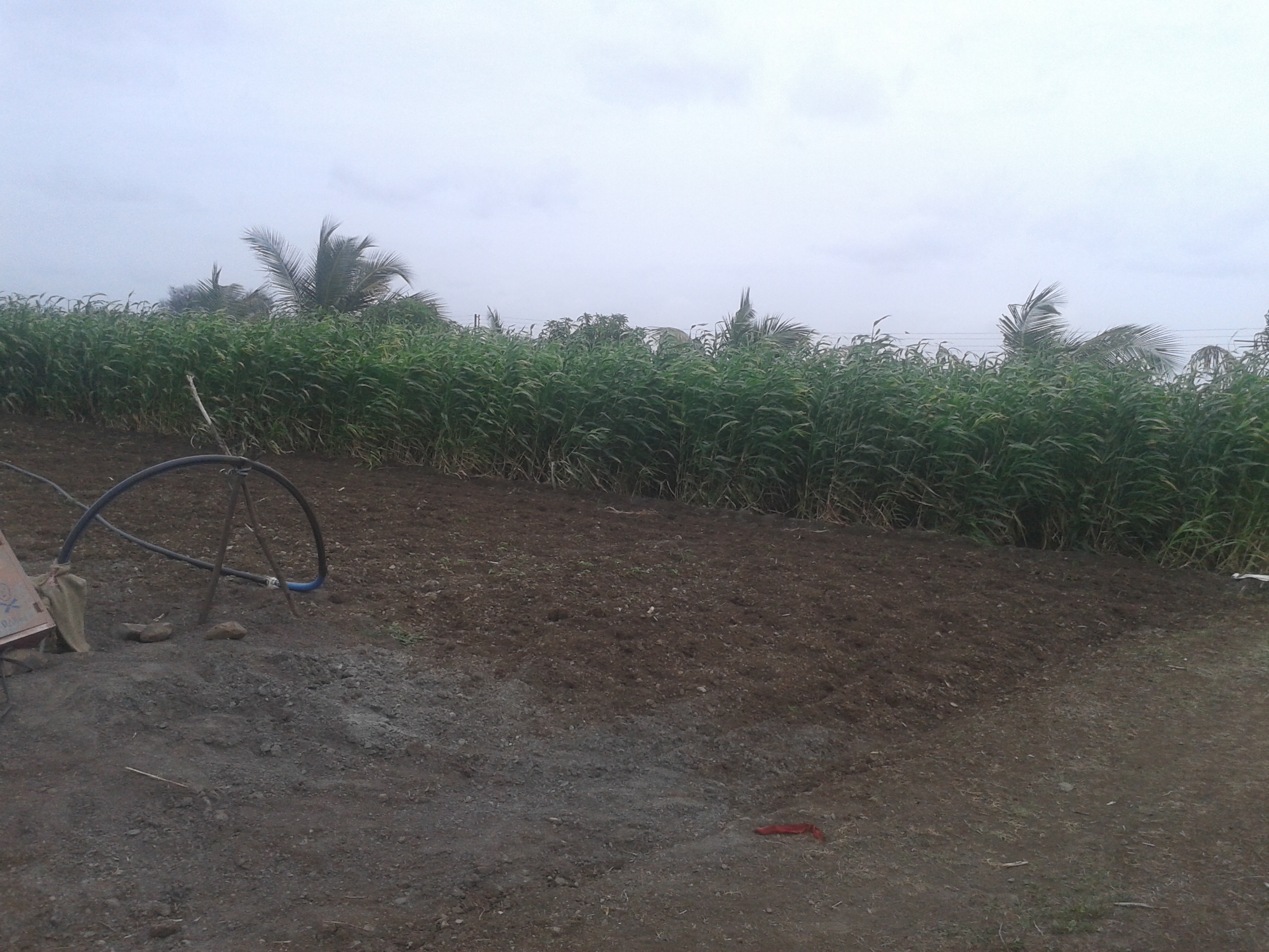 Lahu Pawar Farm Ankoli, Mohol, Solapur Maharashtra - BABAR NAGAR ...
