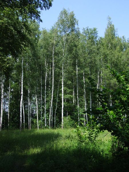Birch grove