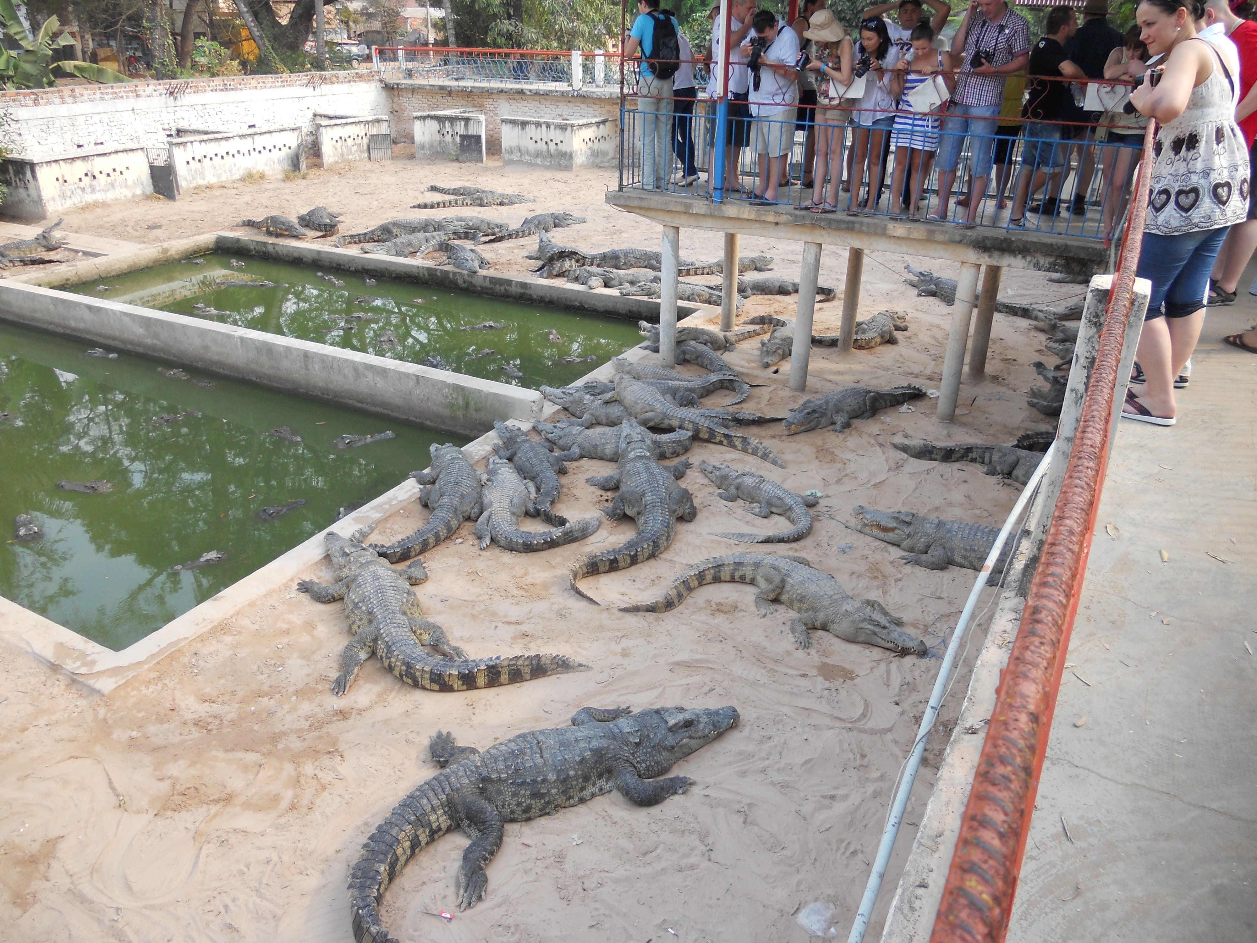 Siem Reap Crocodile Farm - Siem Reap