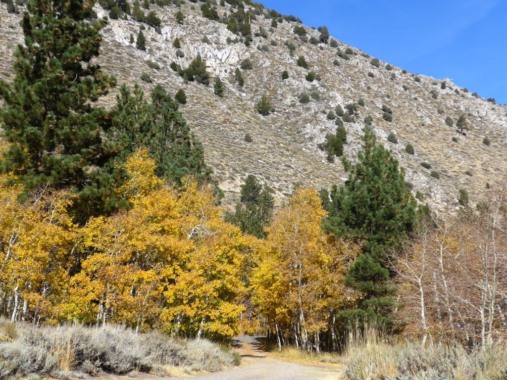 Lundy Canyon Campground
