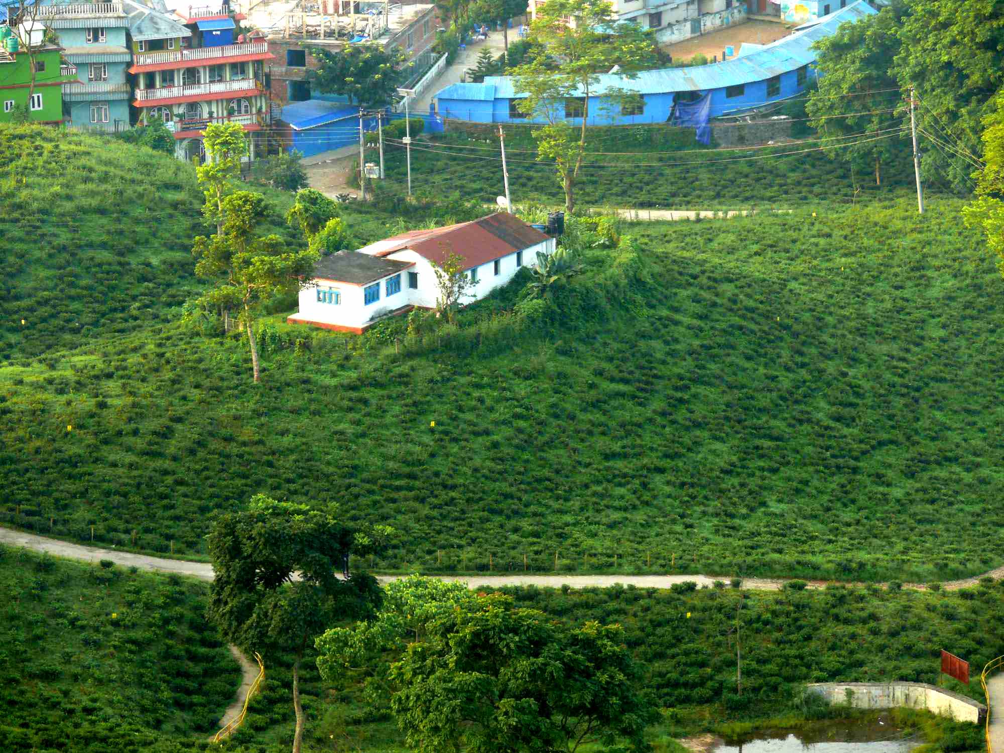Illam Tea Estate