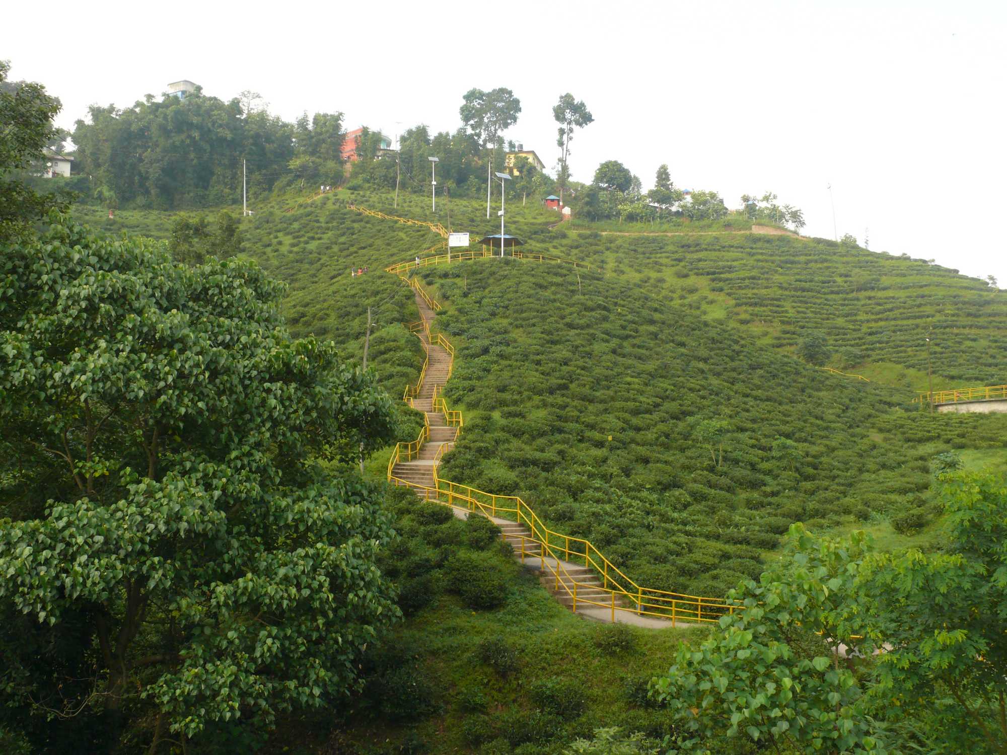 Illam Tea Estate