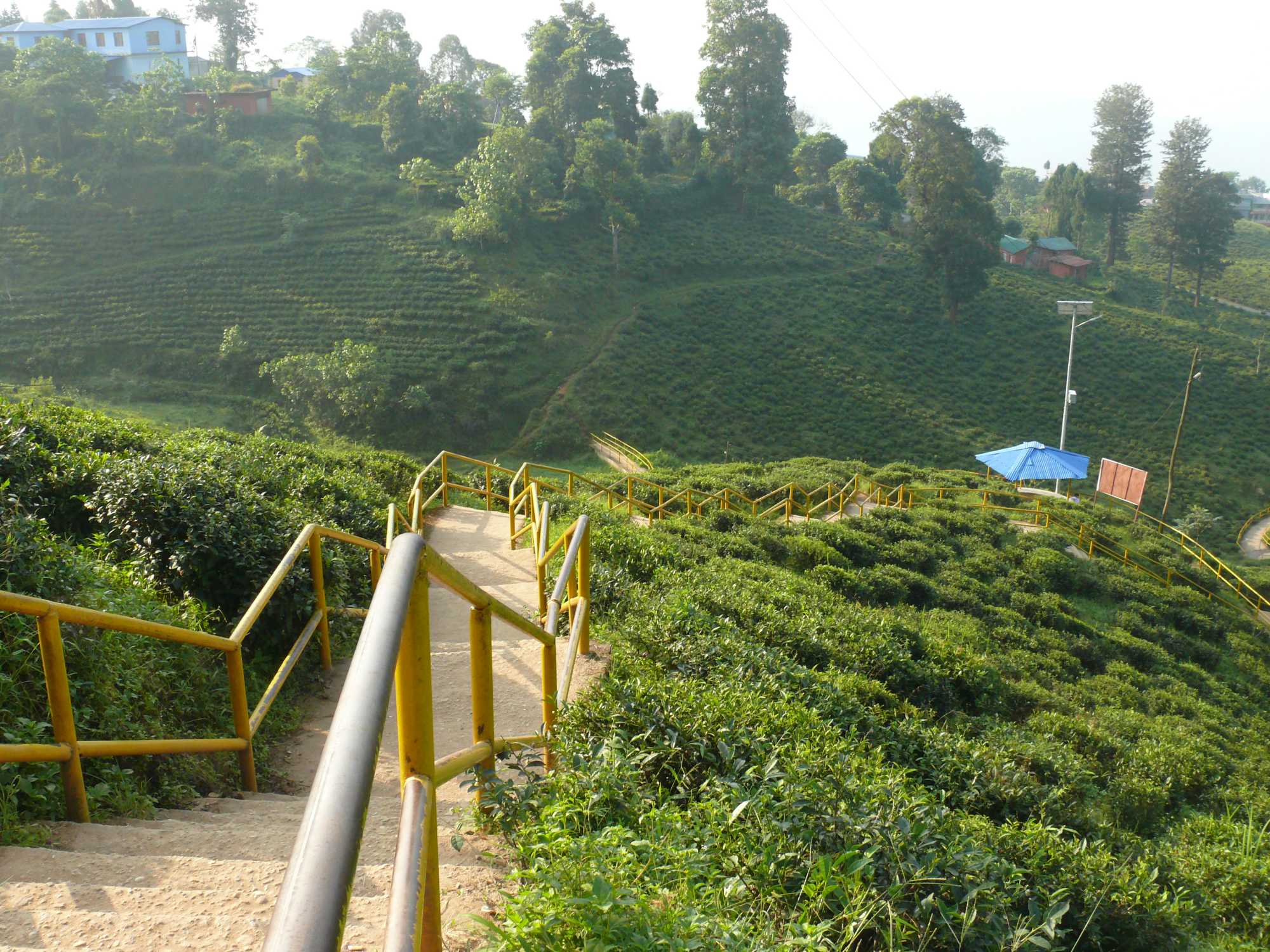 Illam Tea Estate