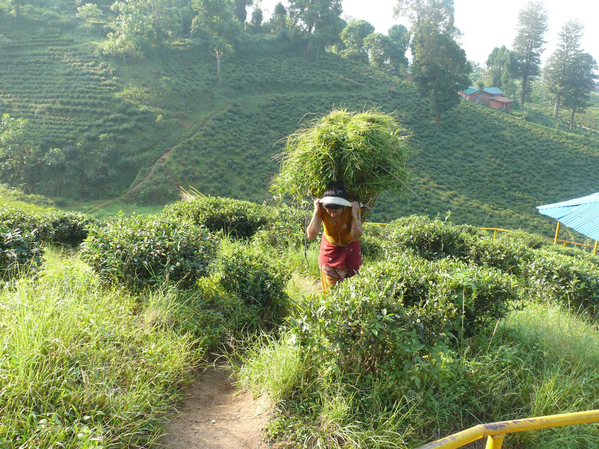 Illam Tea Estate